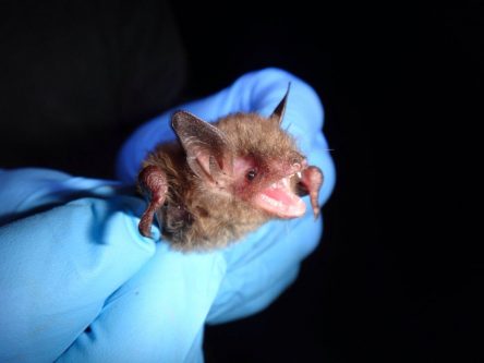 Indiana Bats - Pittsburgh Wildlife & Environmental, Inc.